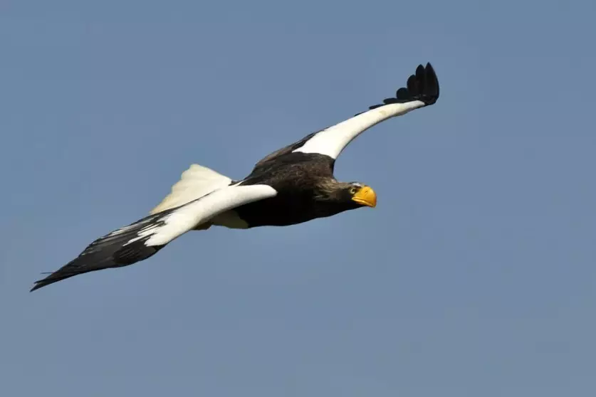 Natureza única de Rusia: Eagle Branca na lente de Alexey Osokina 8172_7