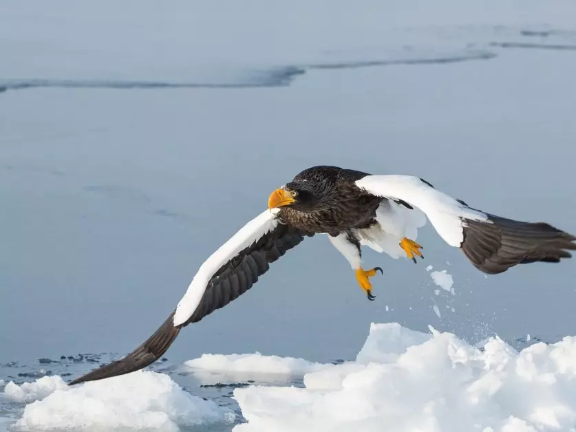 Natura unică a Rusiei: Eagle albă din Lentila Alexey Osokina 8172_8