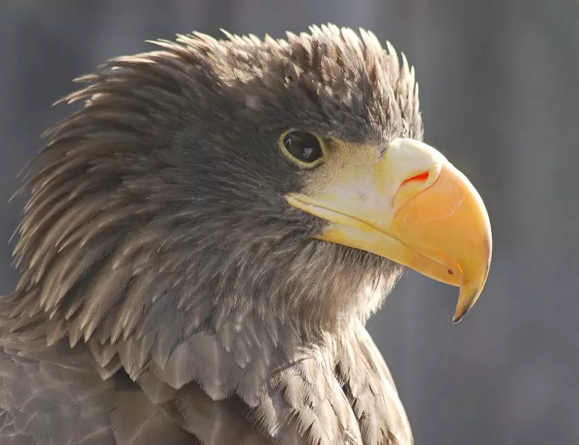 Sipat unik Rusia: Eagle bodas di Alexey Lens 8172_9