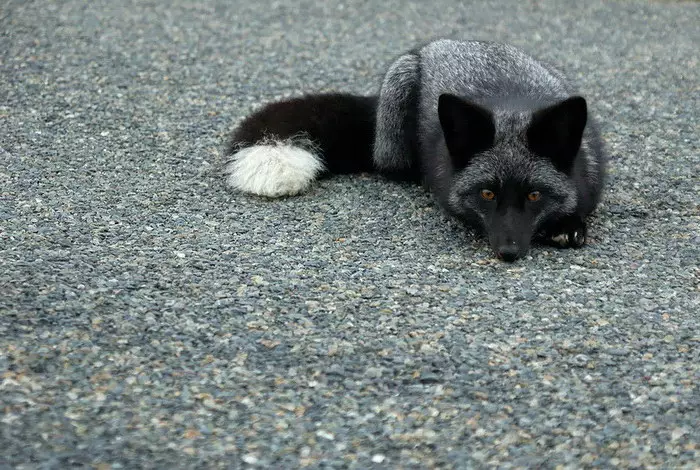 Such beautiful and unusual black foxes! 8218_1