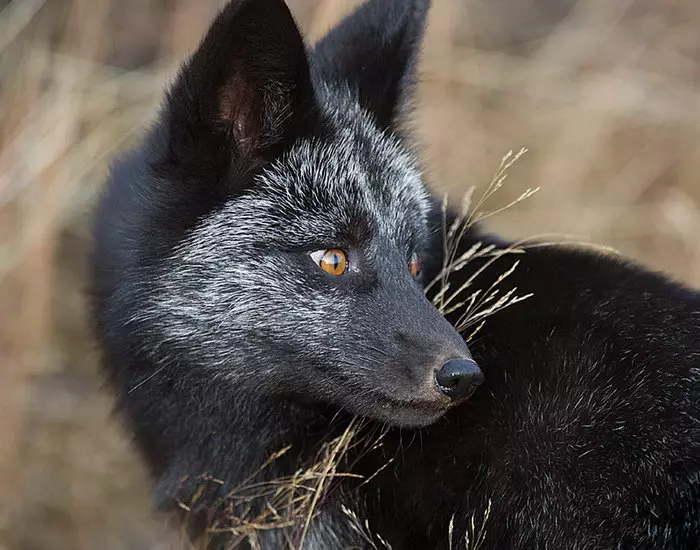 Foxes hitam yang cantik dan luar biasa! 8218_13