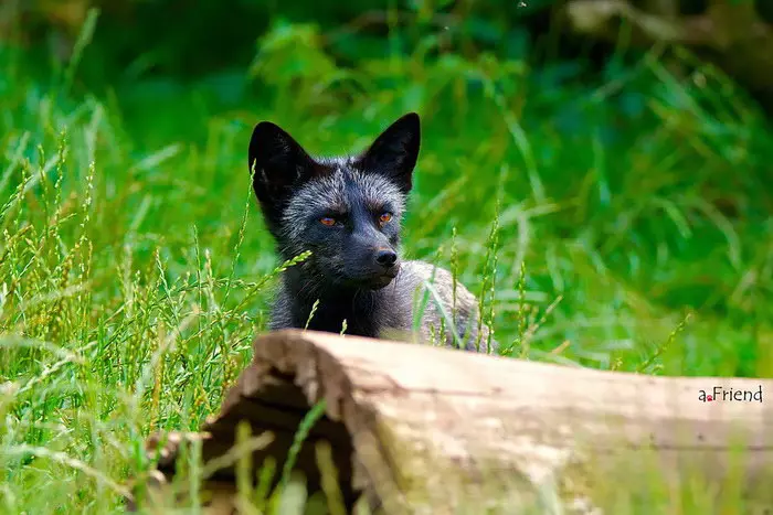 Such beautiful and unusual black foxes! 8218_14