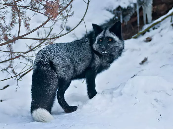 Foxes hitam yang cantik dan luar biasa! 8218_15