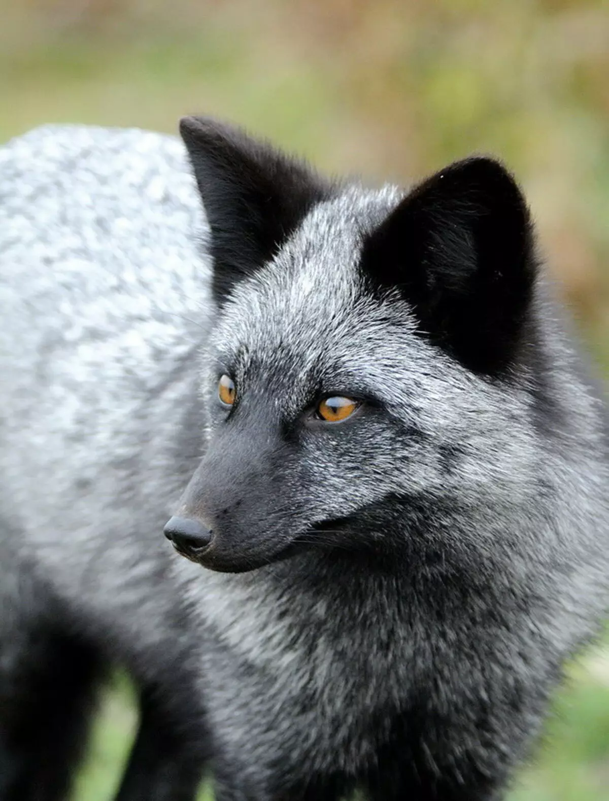 Such beautiful and unusual black foxes! 8218_2