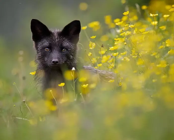 Such beautiful and unusual black foxes! 8218_3