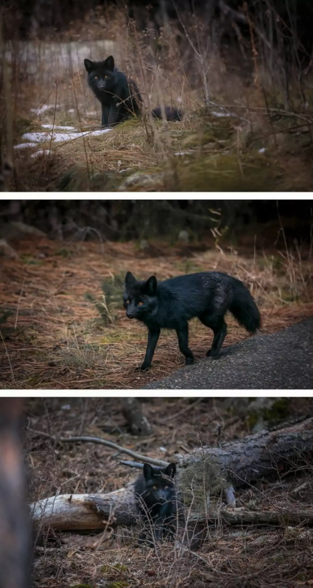 Such beautiful and unusual black foxes! 8218_4