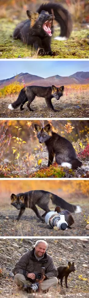 Such beautiful and unusual black foxes! 8218_5