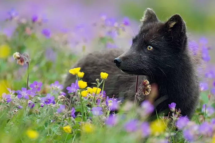 Such beautiful and unusual black foxes! 8218_6