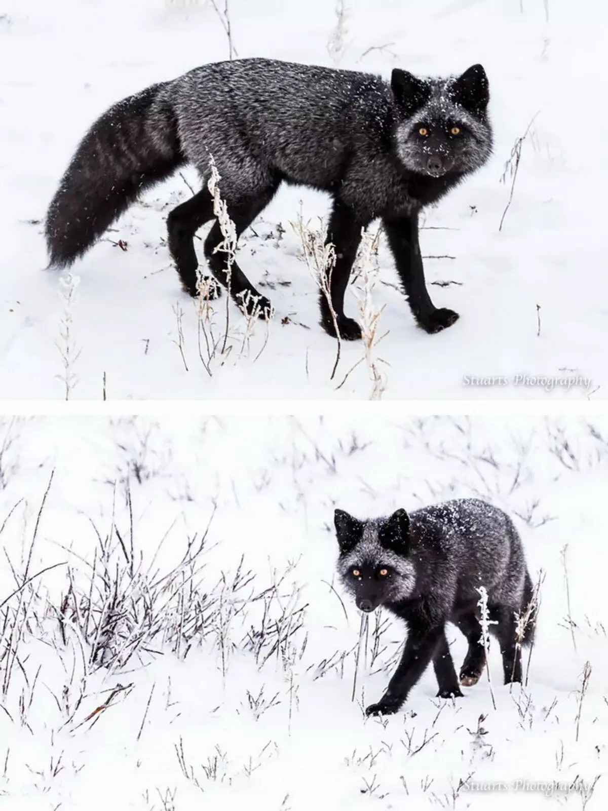 Such beautiful and unusual black foxes! 8218_7