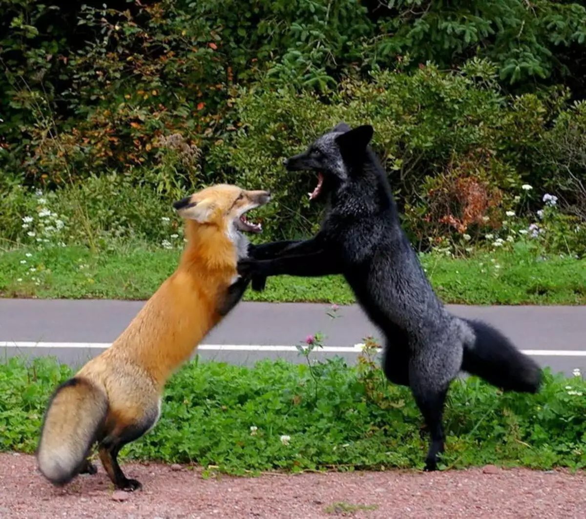 Such beautiful and unusual black foxes! 8218_9