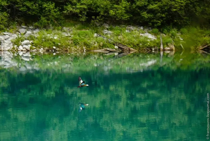 Utapana šuma: Jezero Kains u objektivu Francuski Denis 8224_19