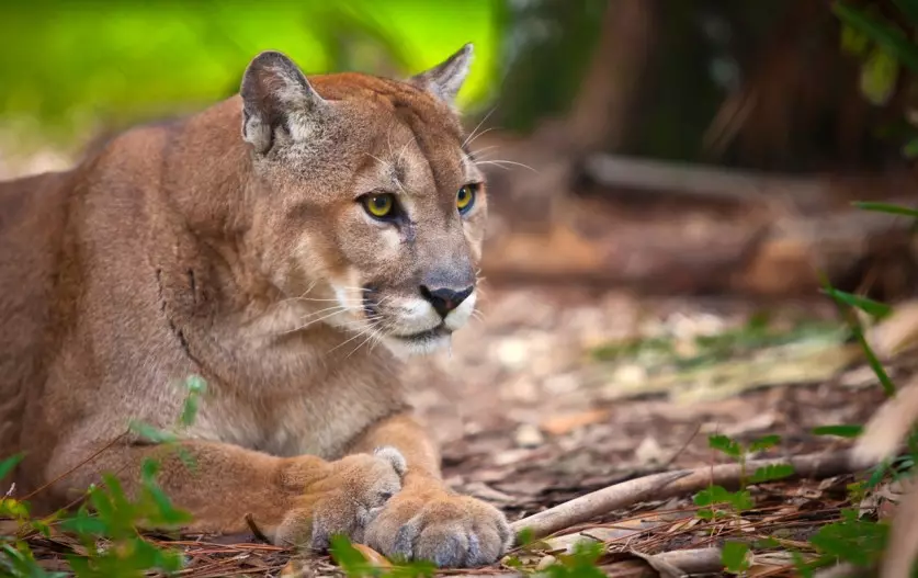 Neuveriteľne krásna Florida Puma v Alexey Osokin Les (Alexey Osokin) 8306_1