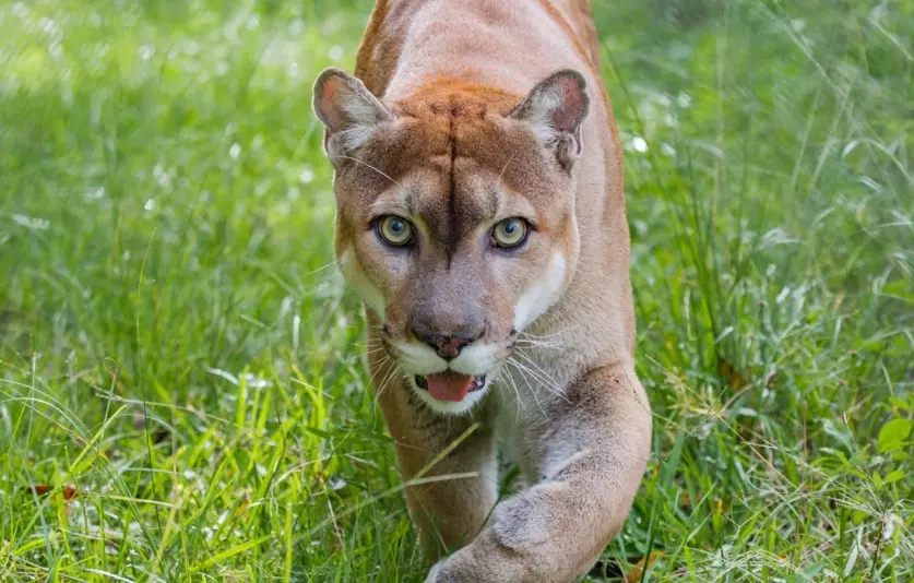 Neuveriteľne krásna Florida Puma v Alexey Osokin Les (Alexey Osokin) 8306_3