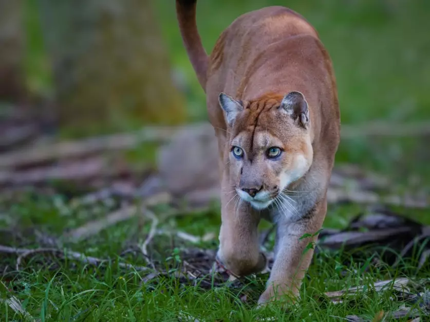 Neuveriteľne krásna Florida Puma v Alexey Osokin Les (Alexey Osokin) 8306_4