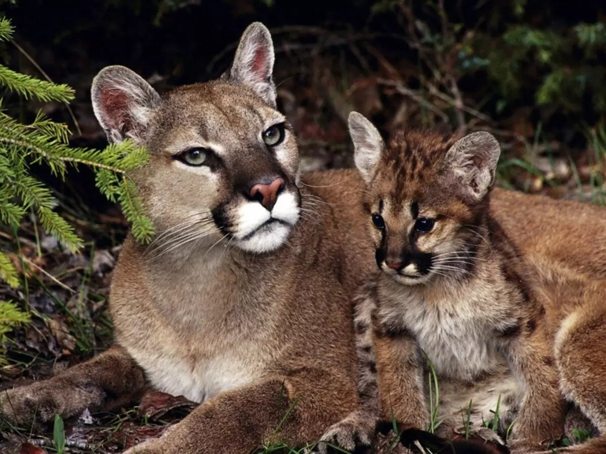 Neuveriteľne krásna Florida Puma v Alexey Osokin Les (Alexey Osokin) 8306_6