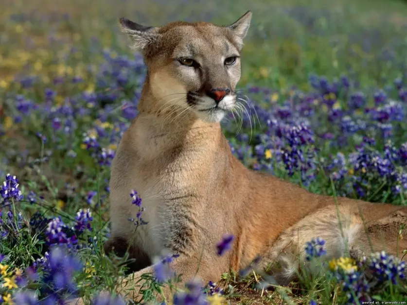 Neuveriteľne krásna Florida Puma v Alexey Osokin Les (Alexey Osokin) 8306_7