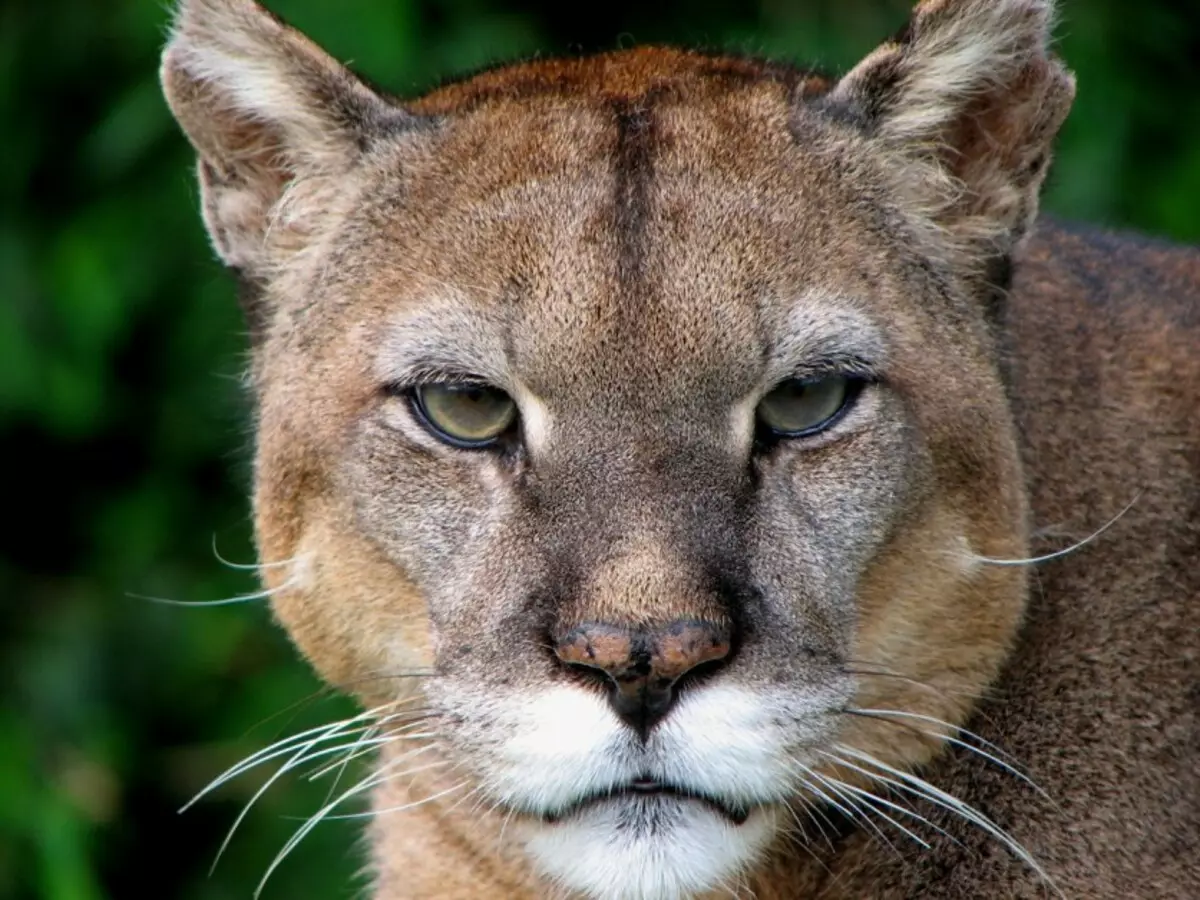 Neuveriteľne krásna Florida Puma v Alexey Osokin Les (Alexey Osokin) 8306_8