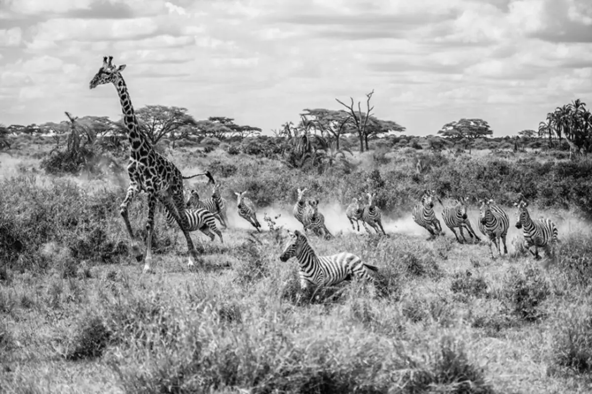 Sony World Fotogrāfijas balvas 2017: labākie attēli no dažādām valstīm 8346_34