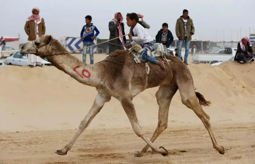 Eppes ongewéinlech: Racing op Kamellen an Ägypten an der Lens;) 8356_8