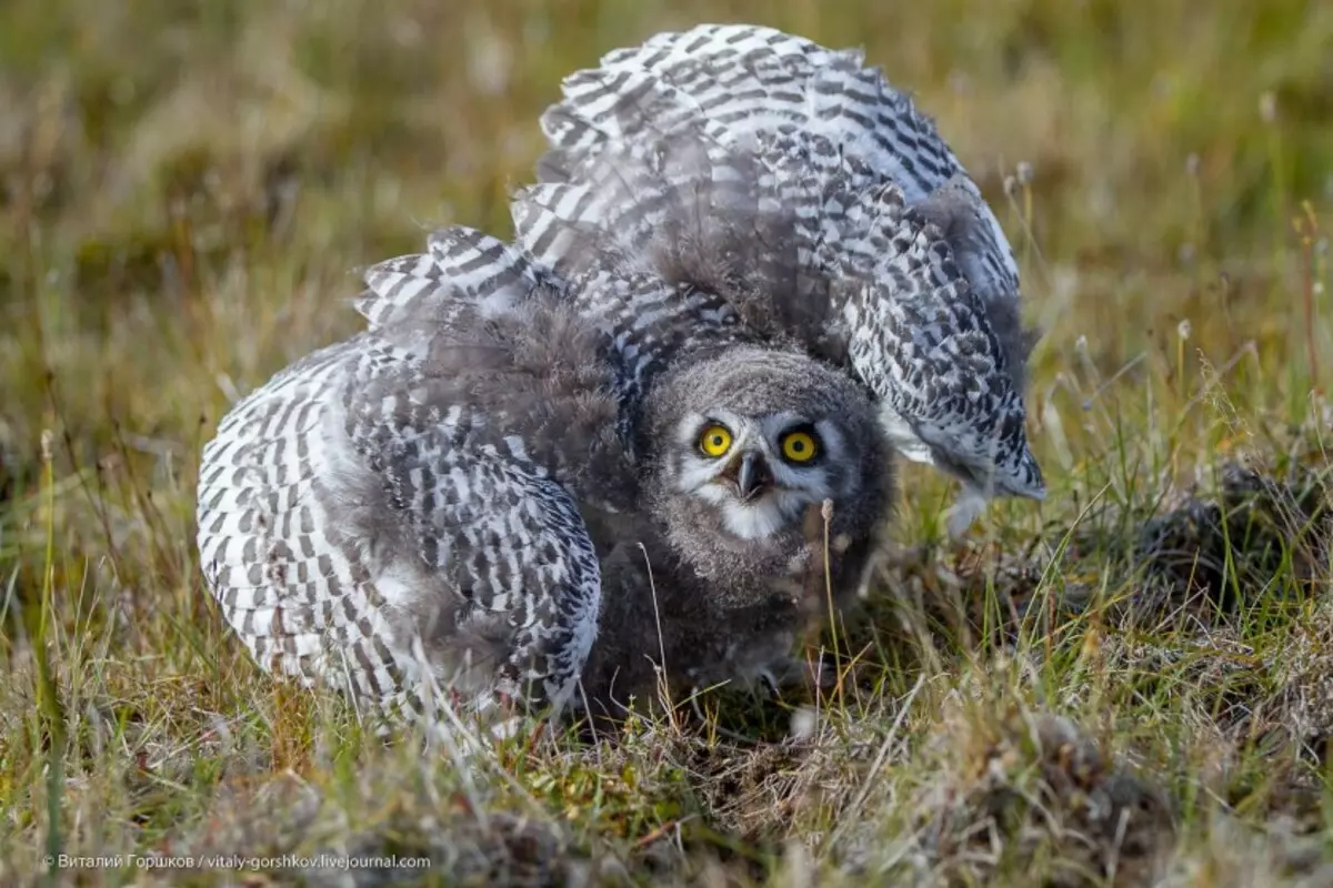 Rêwîtiya li ser peravê Taimyr. Photos Vitaly Gorshkova 8368_1