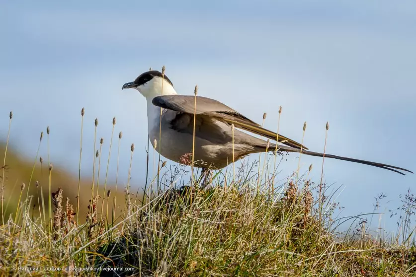 Viatge per la costa de Taimyr. Fotos Vitaly Gorshkova 8368_13