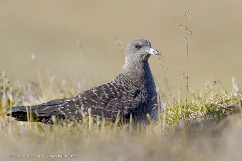 Rêwîtiya li ser peravê Taimyr. Photos Vitaly Gorshkova 8368_14