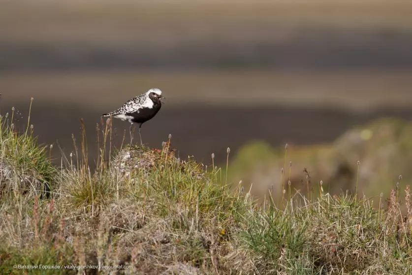 Rêwîtiya li ser peravê Taimyr. Photos Vitaly Gorshkova 8368_15