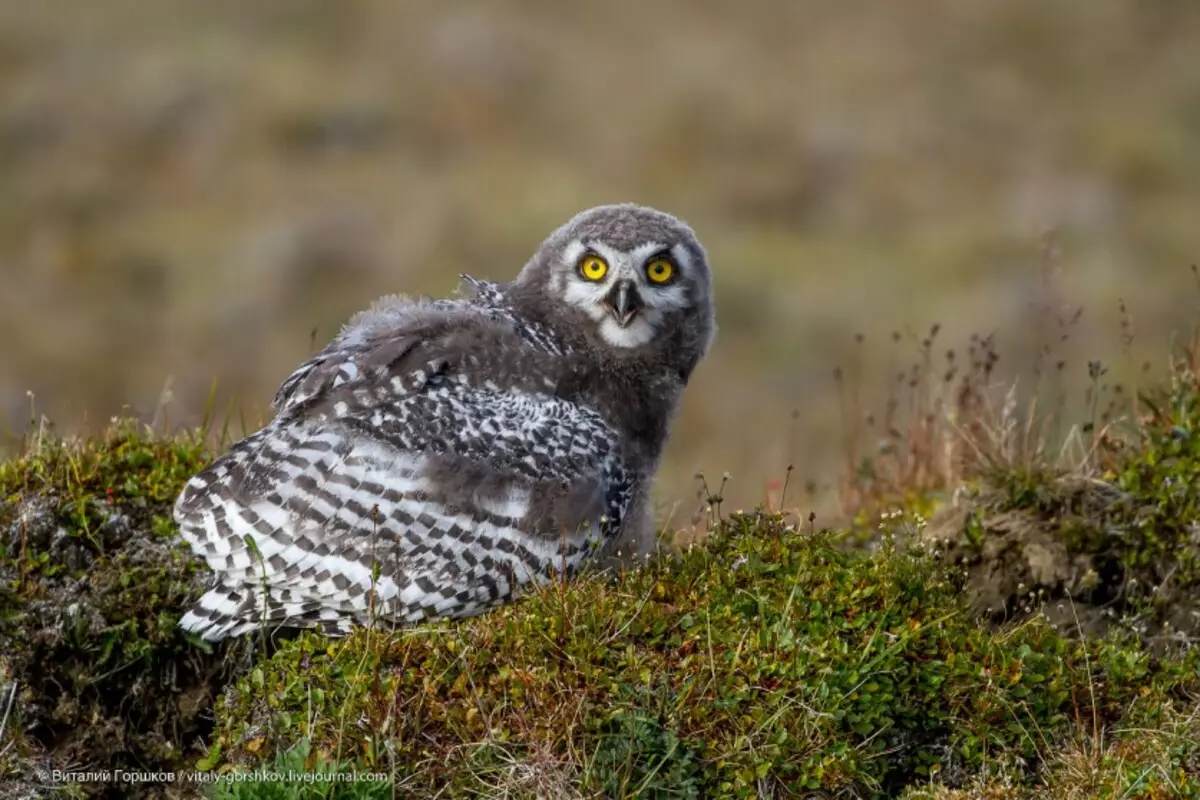 Rêwîtiya li ser peravê Taimyr. Photos Vitaly Gorshkova 8368_16