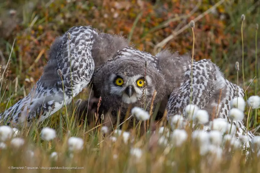 Rêwîtiya li ser peravê Taimyr. Photos Vitaly Gorshkova 8368_17