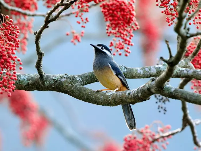 Ekzotaj birdoj de aziaj tropikoj de fotoeta Sushyue Liao 8462_1