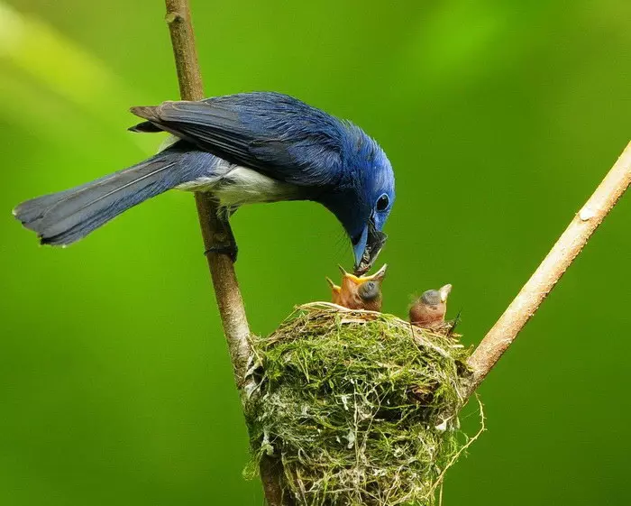 Manuk endah tentara asia saka photoeta sushyue liao 8462_10