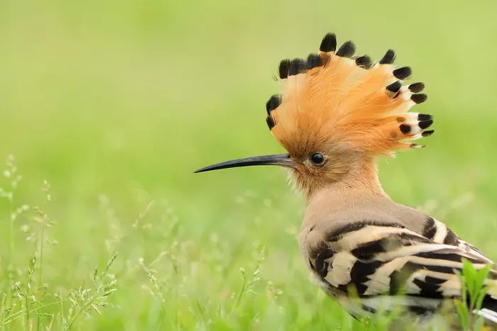 Aves exóticas de trópicos asiáticos de FotoEta Sushyue Liao 8462_11