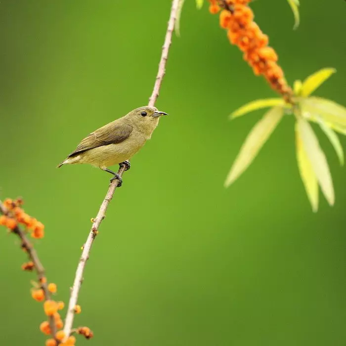 Manuk endah tentara asia saka photoeta sushyue liao 8462_12