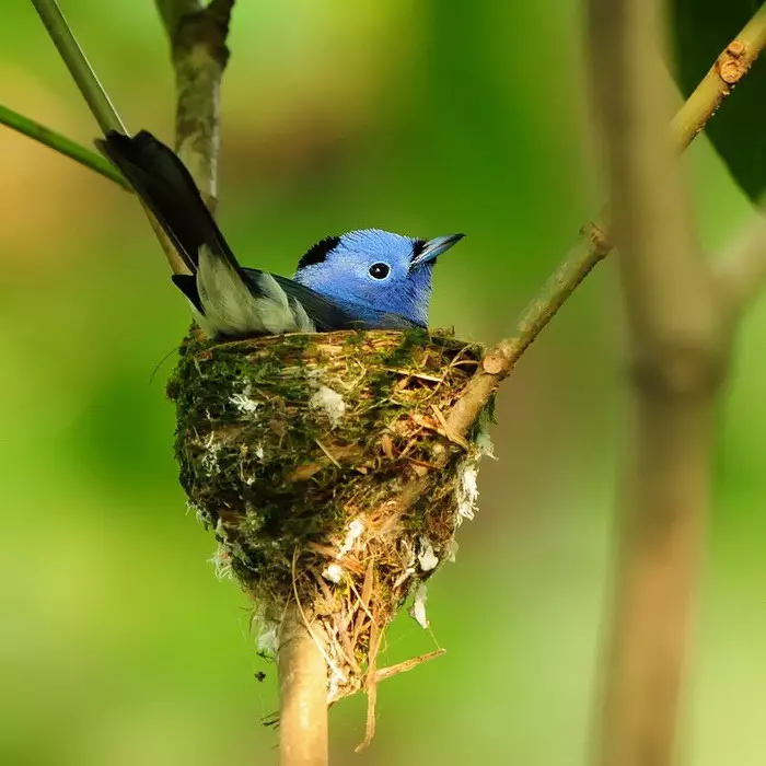 Manuk endah tentara asia saka photoeta sushyue liao 8462_13