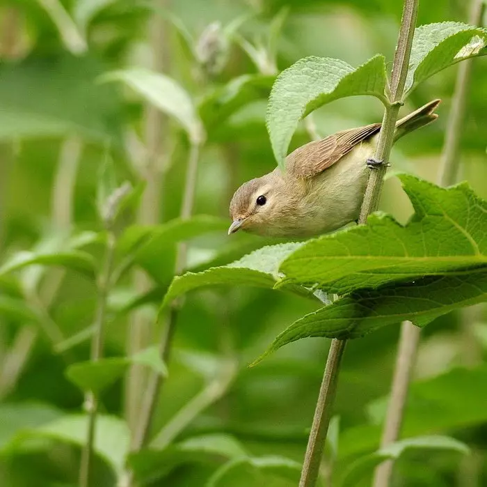 Manuk endah tentara asia saka photoeta sushyue liao 8462_14