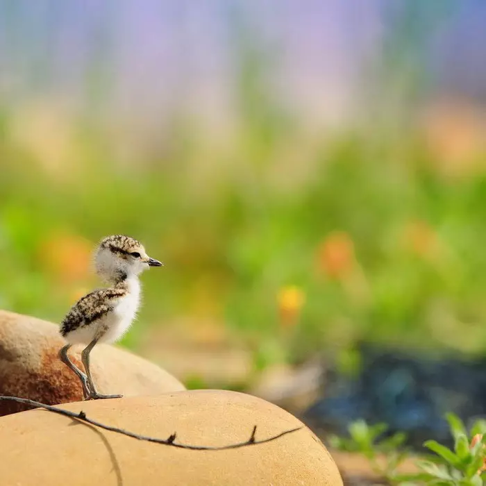 Aves exóticas de trópicos asiáticos de FotoEta Sushyue Liao 8462_15