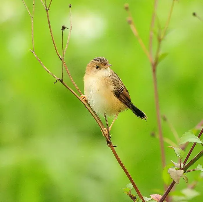 Manuk endah tentara asia saka photoeta sushyue liao 8462_16