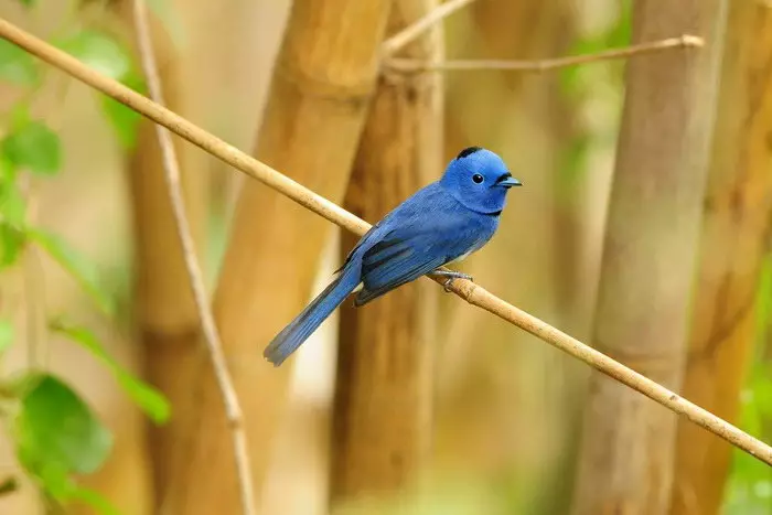 Aves exóticas de trópicos asiáticos de FotoEta Sushyue Liao 8462_2