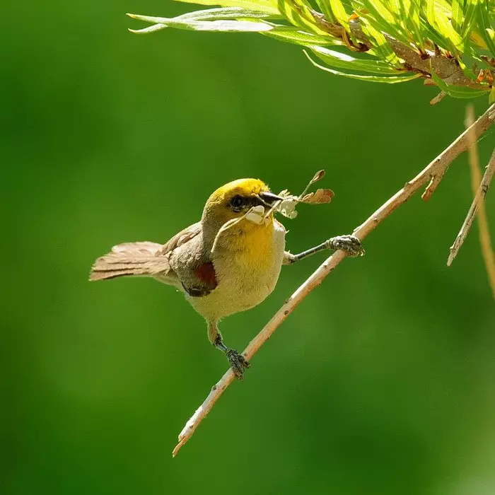 Aves exóticas de trópicos asiáticos de FotoEta Sushyue Liao 8462_3