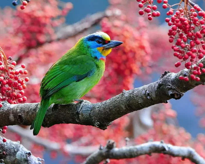 Aves exóticas de trópicos asiáticos de FotoEta Sushyue Liao 8462_4