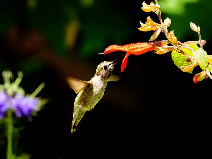 Aves exóticas de trópicos asiáticos de FotoEta Sushyue Liao 8462_5