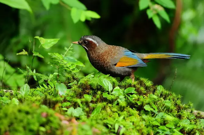 Aves exóticas de trópicos asiáticos de FotoEta Sushyue Liao 8462_6