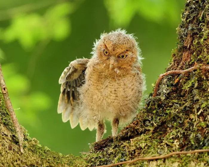 Manuk endah tentara asia saka photoeta sushyue liao 8462_7