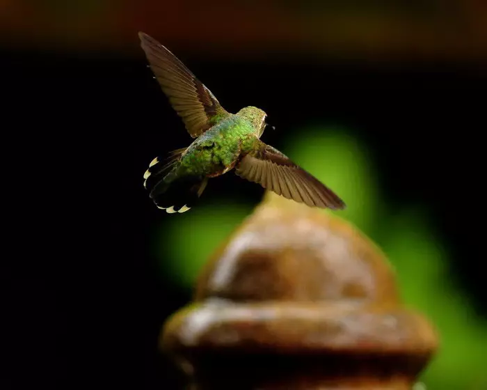 Manuk endah tentara asia saka photoeta sushyue liao 8462_8