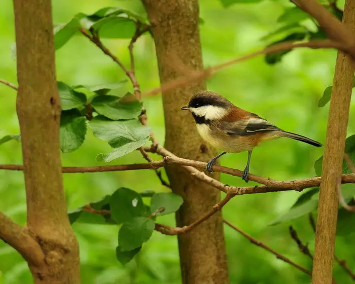 Manuk endah tentara asia saka photoeta sushyue liao 8462_9