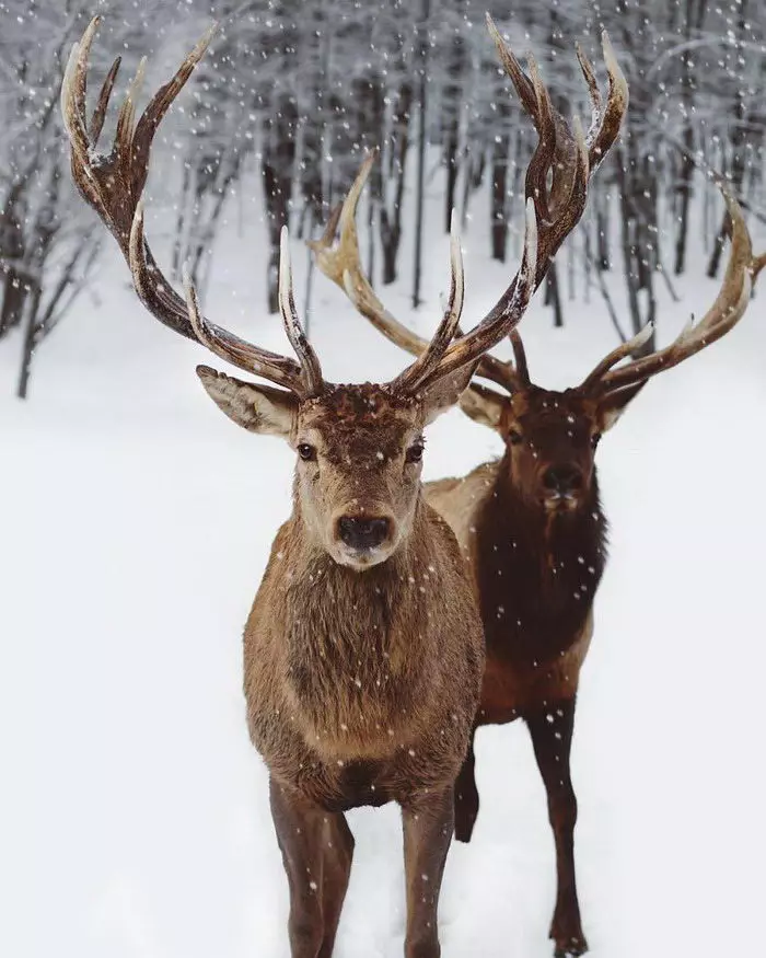 Impressionants animals salvatges que viuen al bosc proper de Valerie Derome-Massé (Valérie Derome-Massé) 8488_4