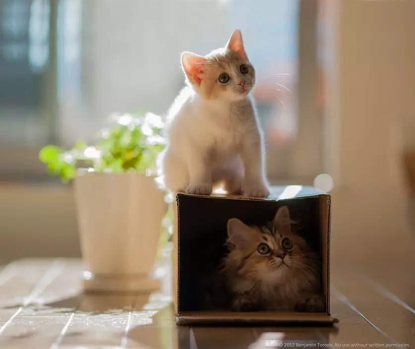 Gelukkig leven van prachtige katten van Ben Torode (Ben Torode) 8517_10