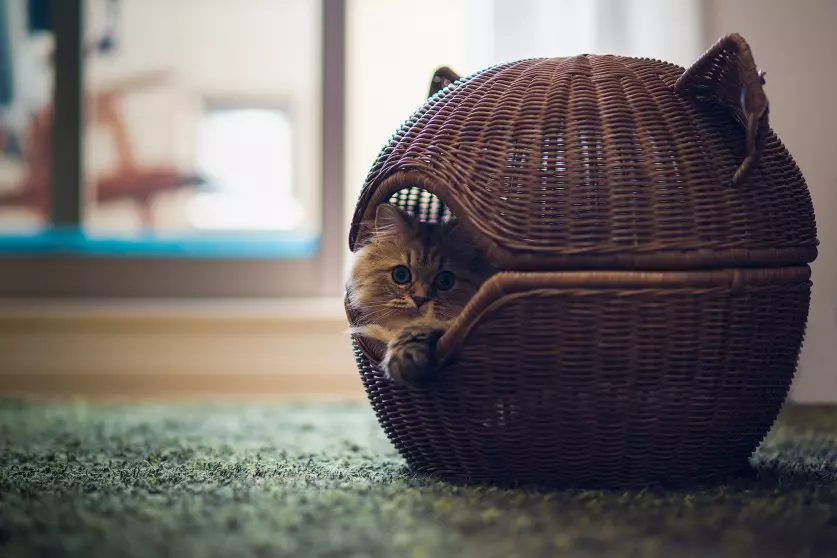 Gelukkig leven van prachtige katten van Ben Torode (Ben Torode) 8517_16