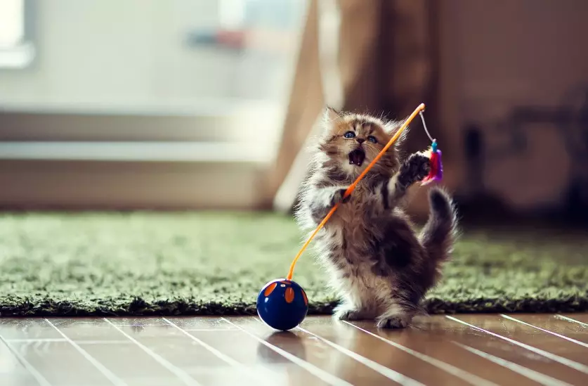 Gelukkig leven van prachtige katten van Ben Torode (Ben Torode) 8517_2