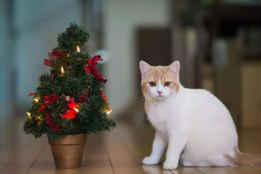 Gelukkig leven van prachtige katten van Ben Torode (Ben Torode) 8517_31